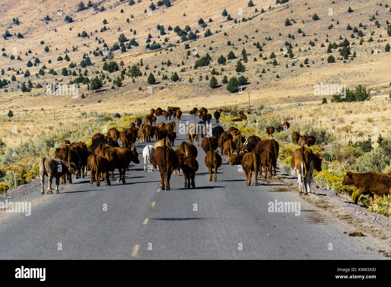 Roadway drive hi-res stock photography and images - Alamy