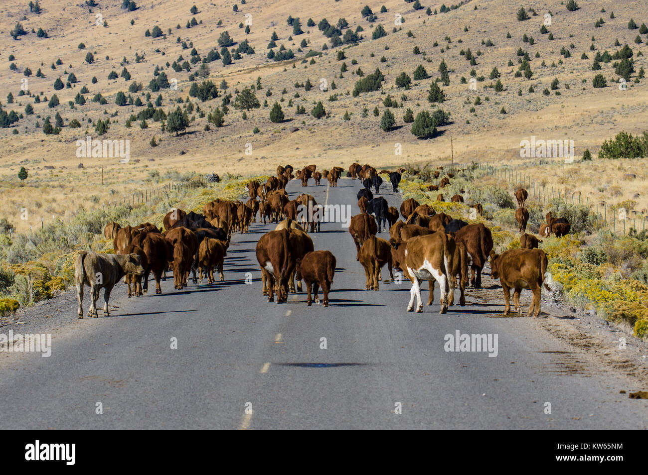 Ranching And Cattle High Resolution Stock Photography and Images - Alamy