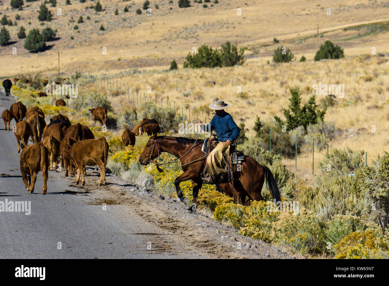 Cowboy herding cattle during a cattle drive along Catlow Valley Road in ...