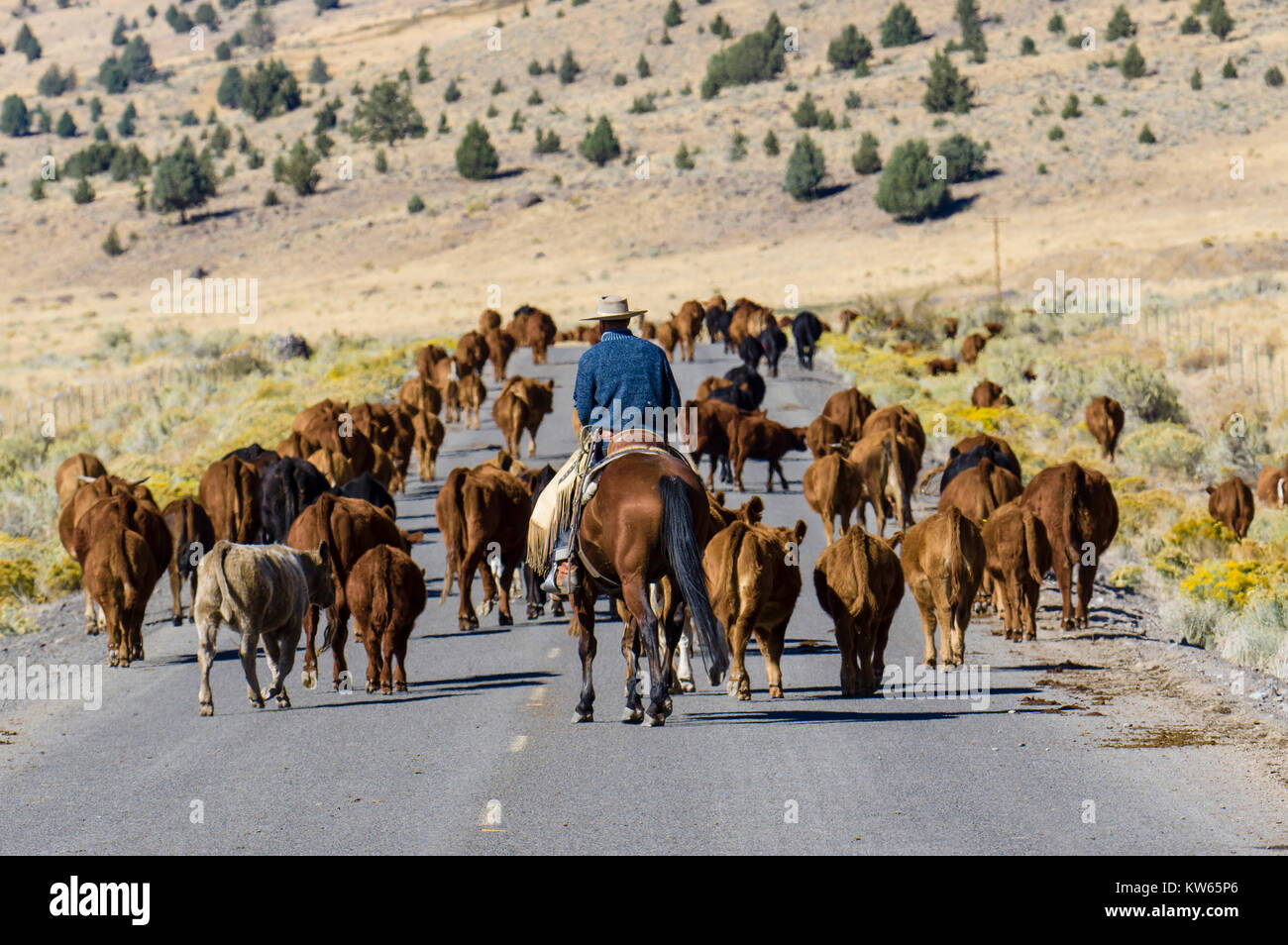 Cowboy herding cattle during a cattle drive along Catlow Valley Road in ...