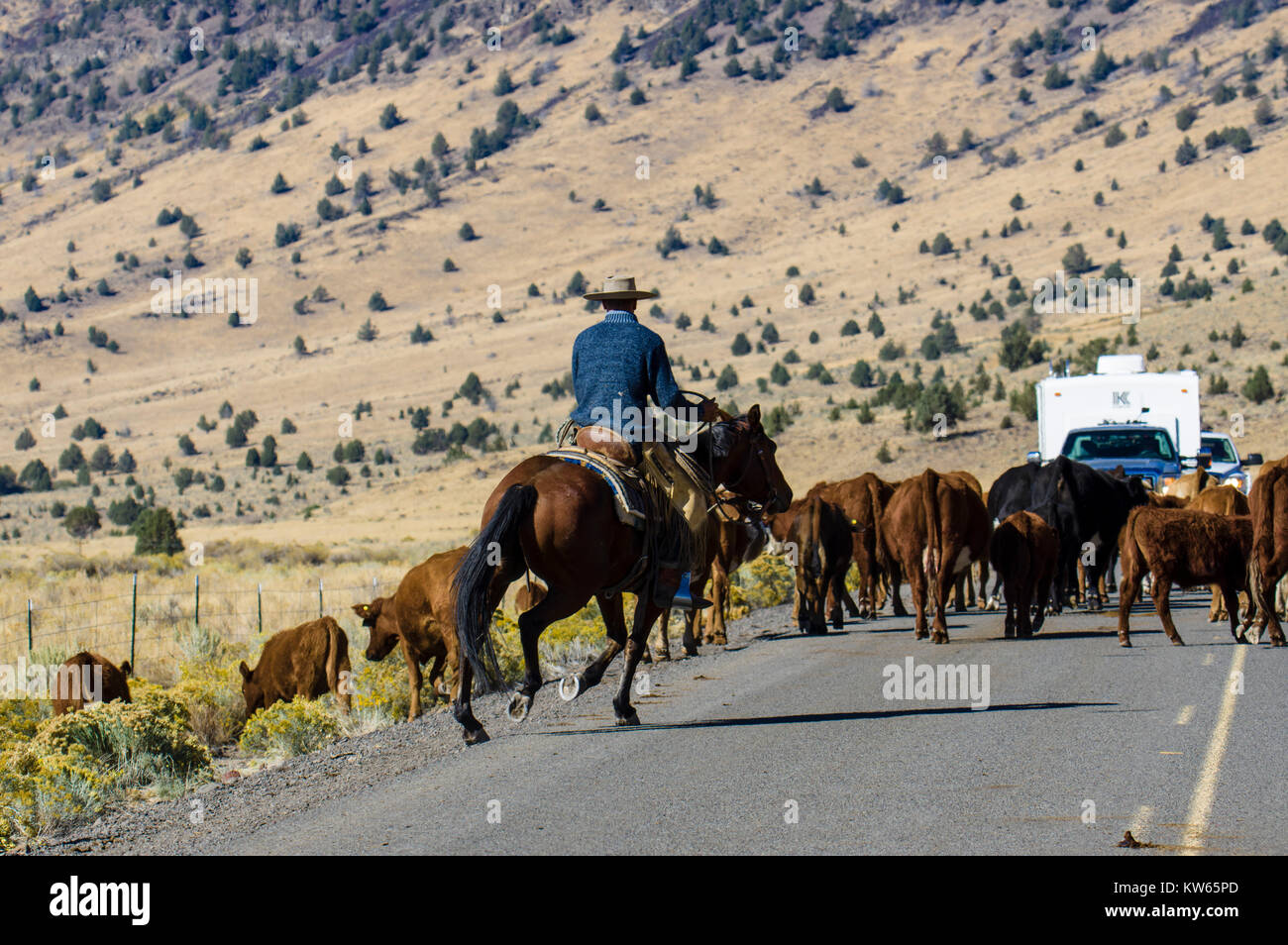 Cowboy herds cattle around traffic on Catlow Valley Road in Harney ...