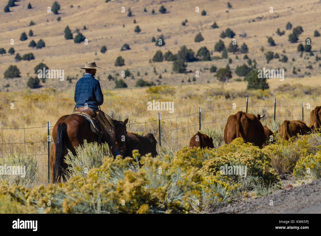 Cattle drive along Catlow Valley Road in Harney County, Oregon, USA ...