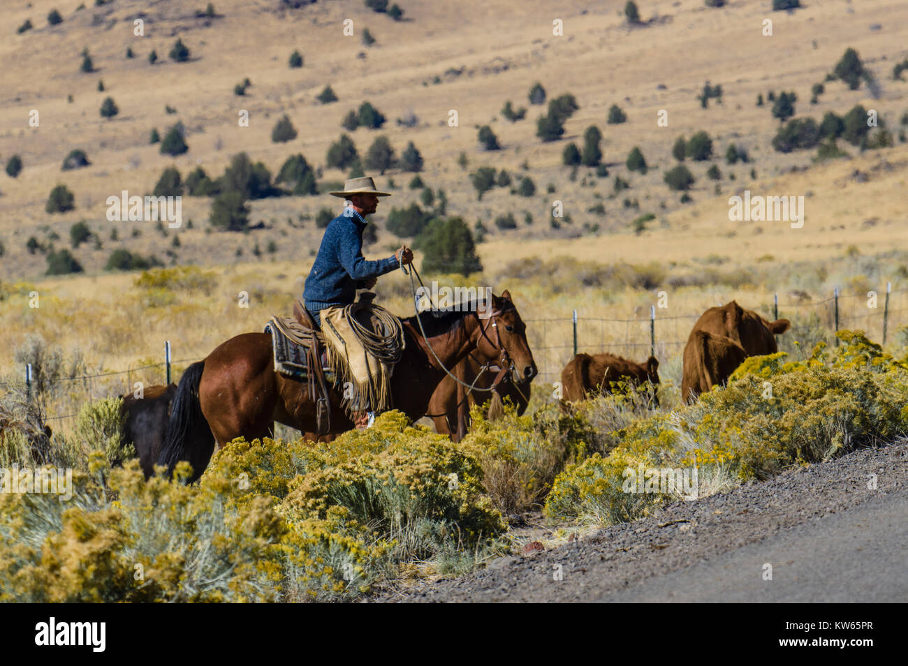 Cattle drive along Catlow Valley Road in Harney County, Oregon, USA ...