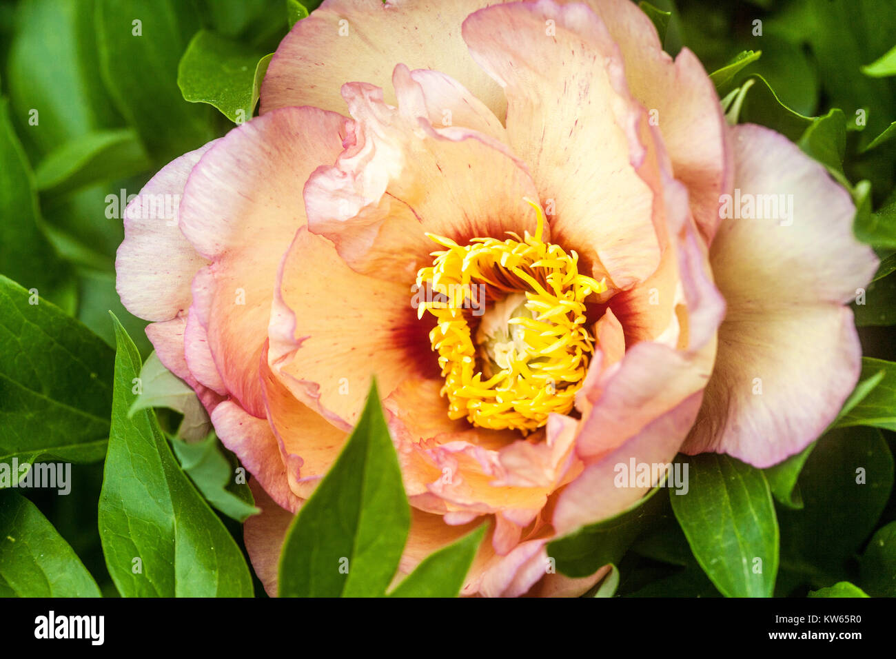 Intersectional itoh peony paeonia hybrid hi-res stock photography and ...