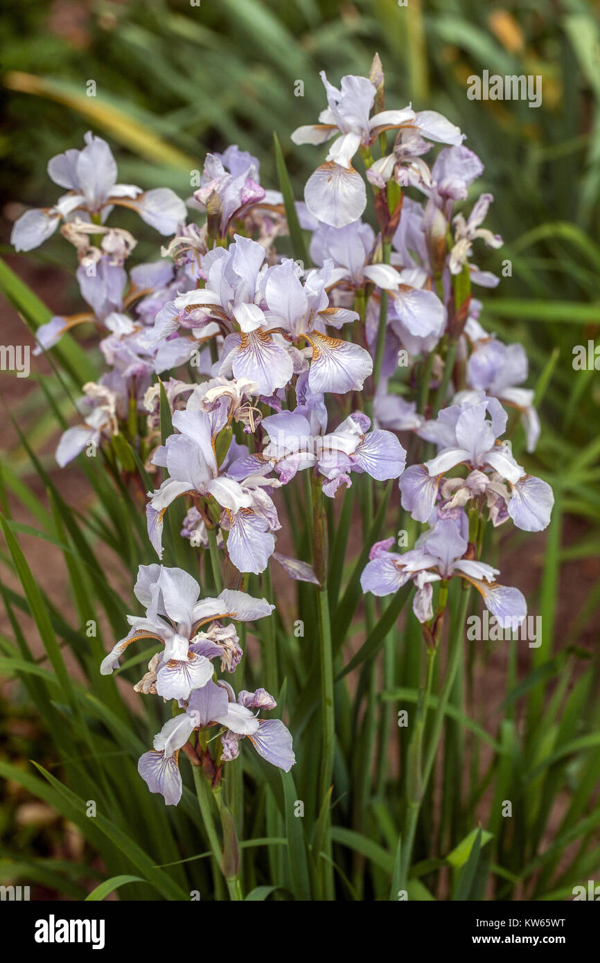 White Iris sibirica Mrs Rowe Stock Photo - Alamy