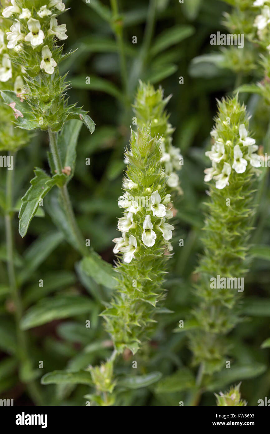 Sideritis endressii Stock Photo - Alamy