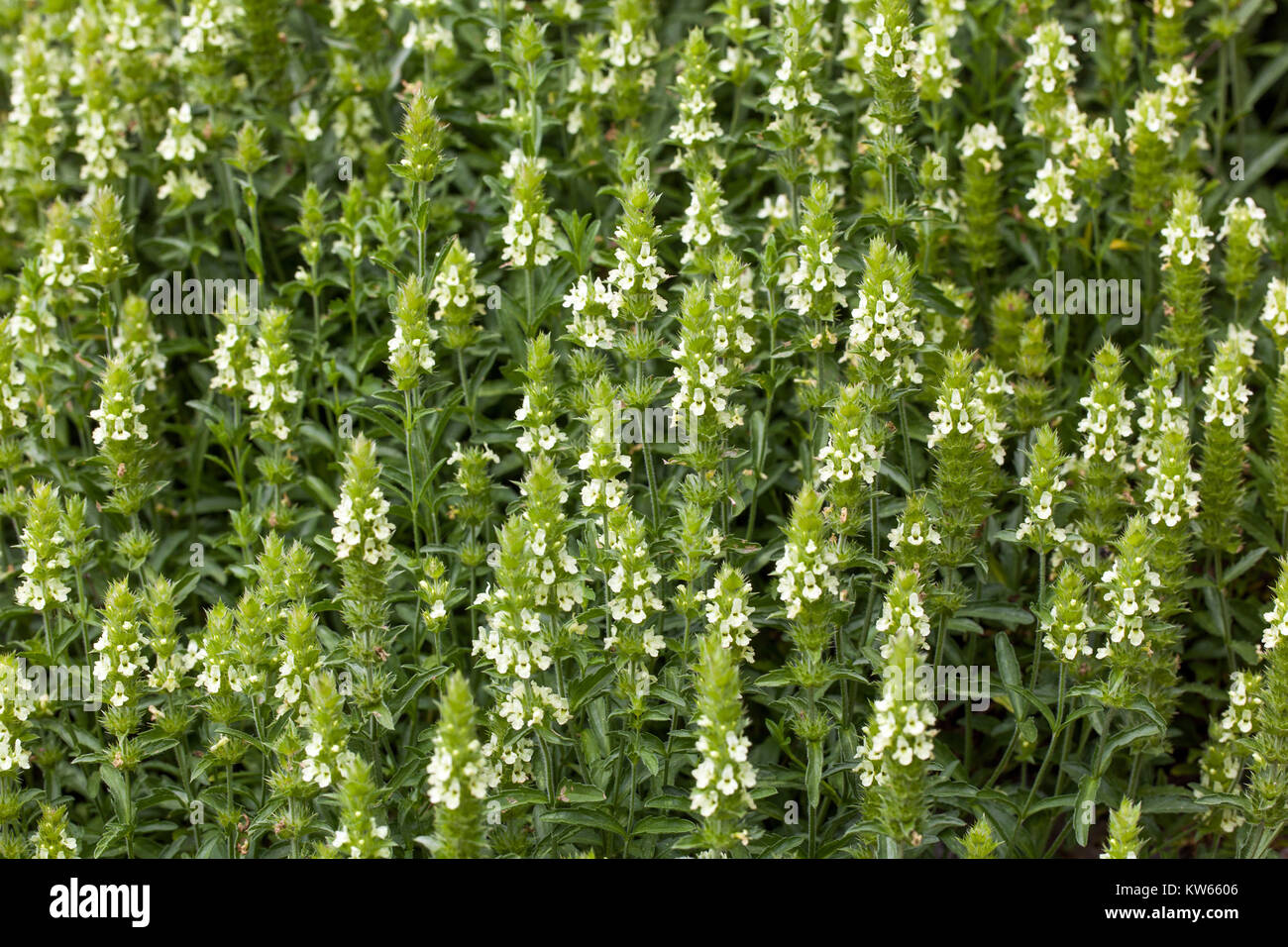 Sideritis endressii hi-res stock photography and images - Alamy