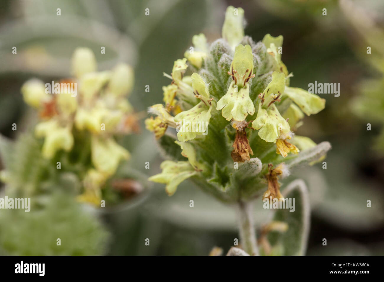 Sideritis plants hi-res stock photography and images - Alamy