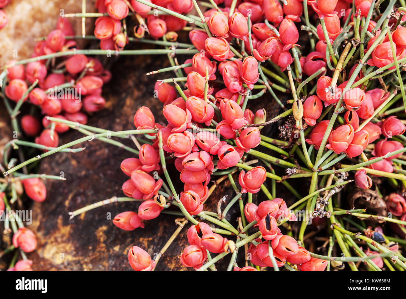 Tea shrub plants hi-res stock photography and images - Alamy