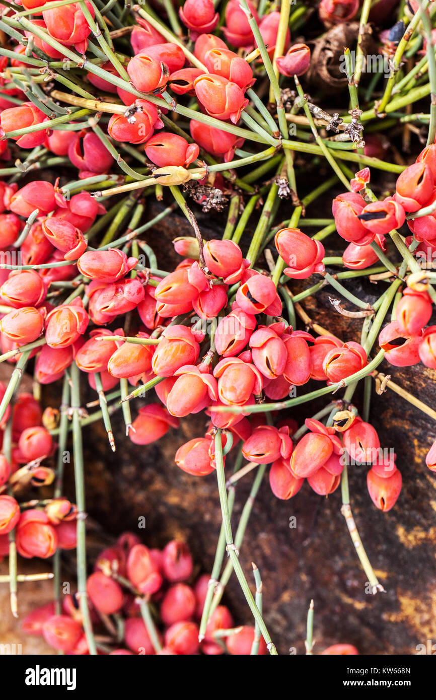 Mormon tea garden hi-res stock photography and images - Alamy