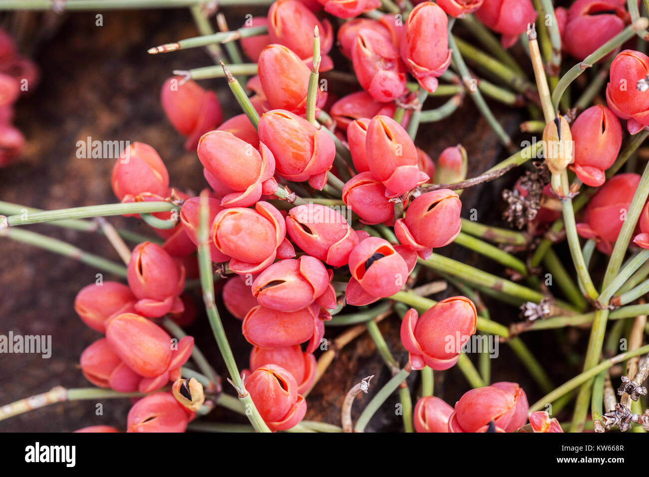 Mormon tea garden hi-res stock photography and images - Alamy