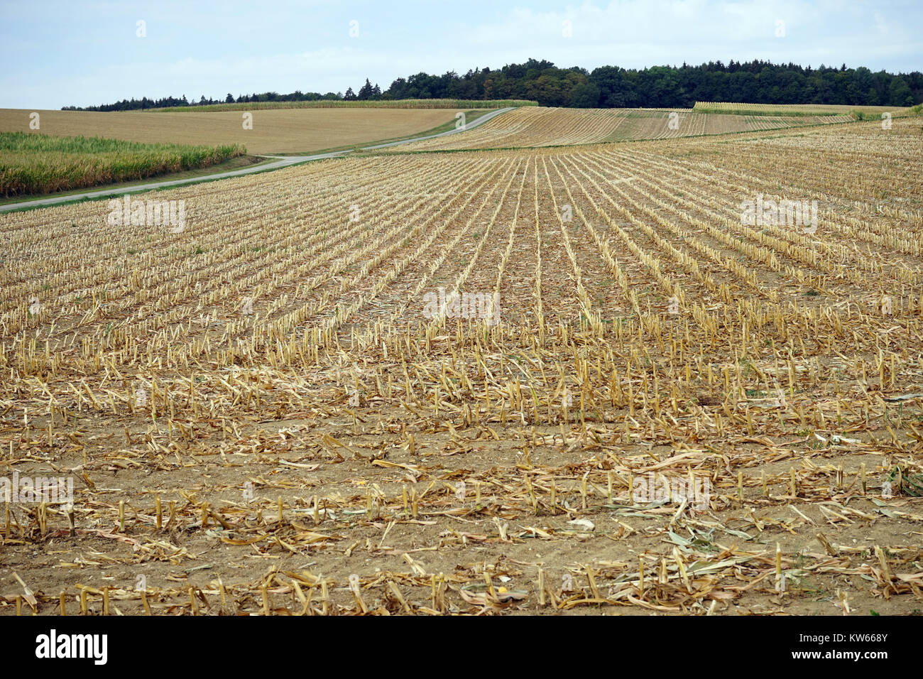 Cutting farm field in Swabia, Germany Stock Photo - Alamy