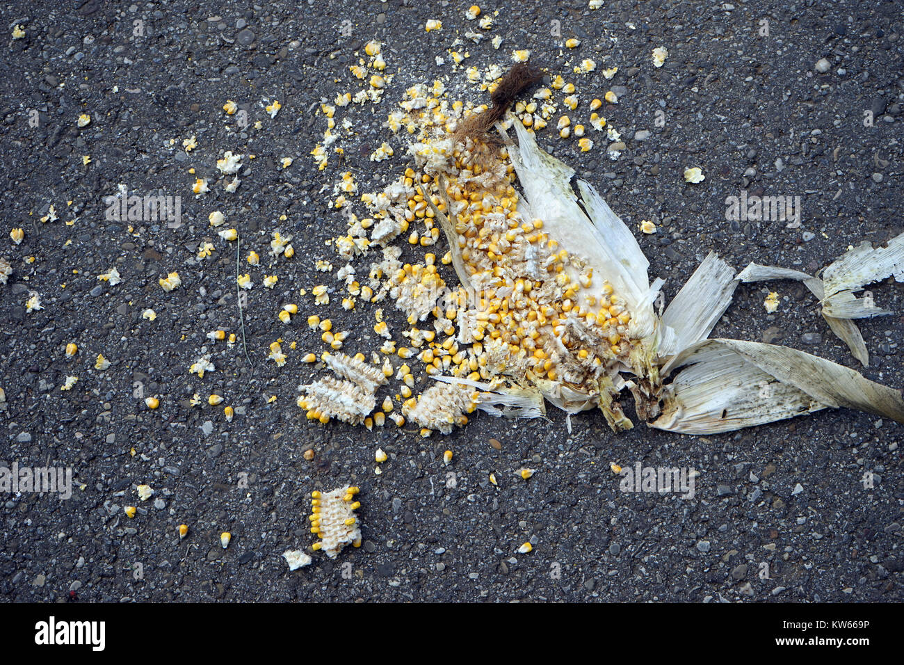 Smashed corn ear with seeds on asphalt roadf Stock Photo - Alamy