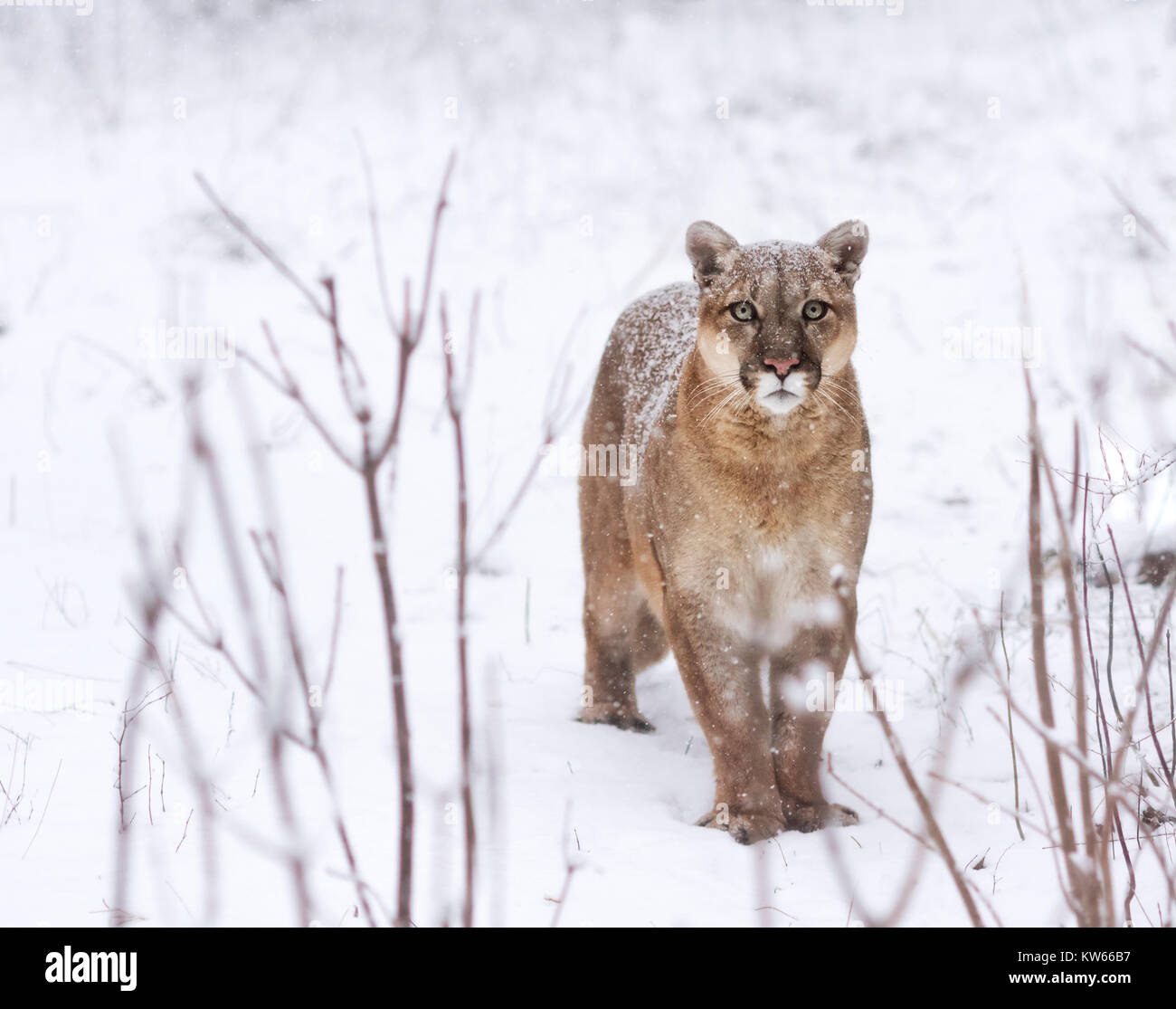 Puma in the woods, Mountain Lion look, single cat on snow. eyes of a ...