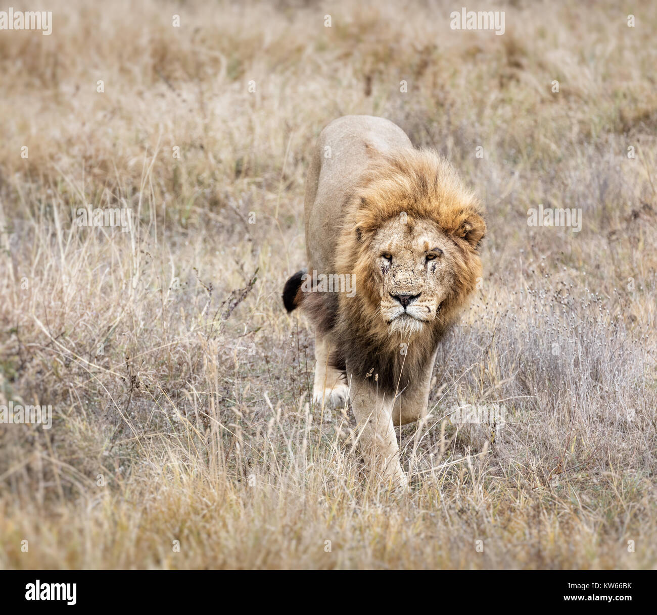 Beautiful Lion Caesar in the savanna. scorched grass. male with battle ...