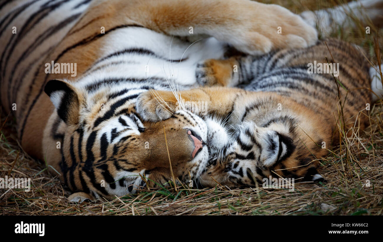 tigress with cub. tiger mother and her cub Stock Photo - Alamy