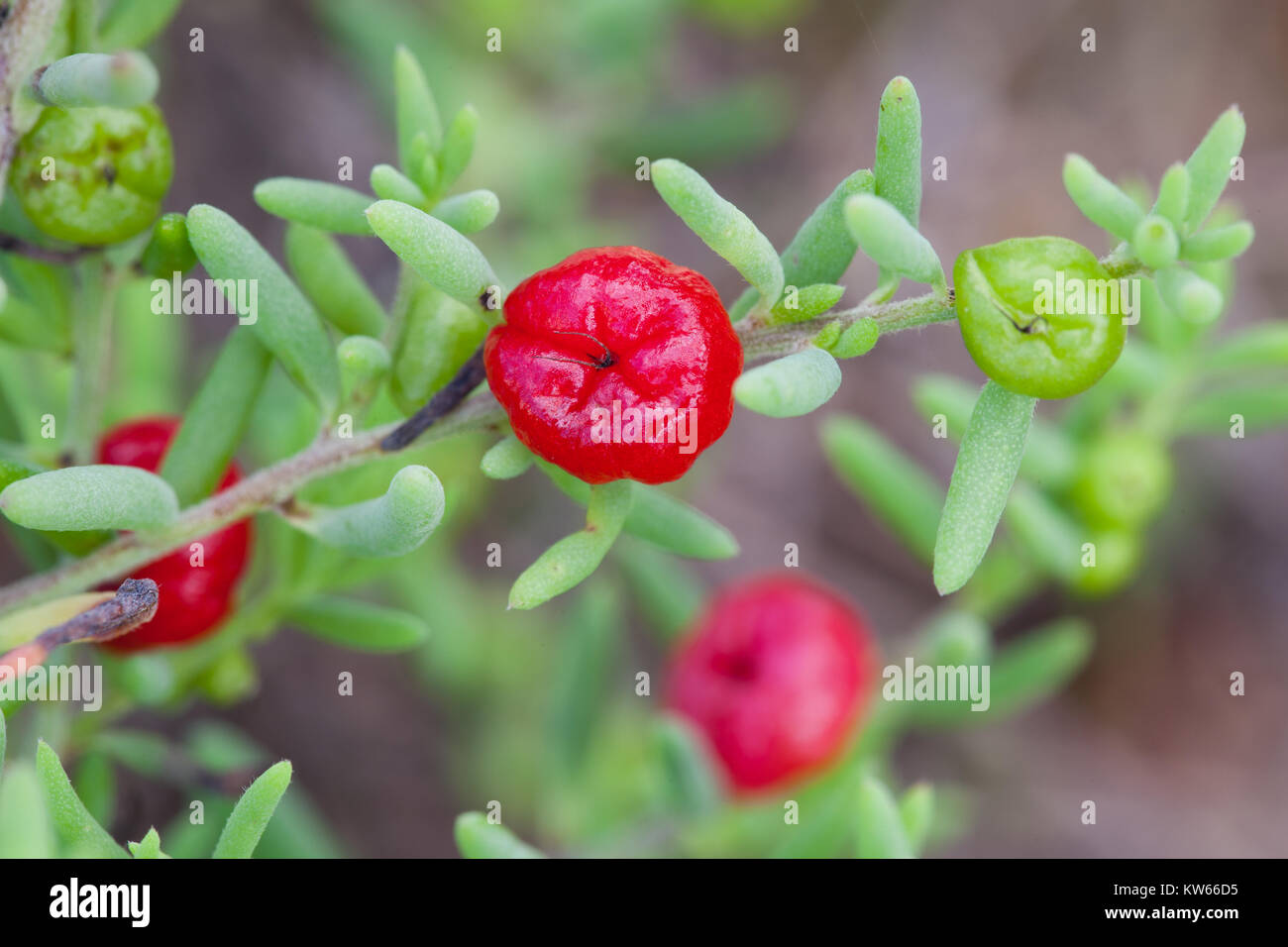 Ruby Saltbush (Enchylaena tomentosa) fruiting. Entwood Sanctuary ...