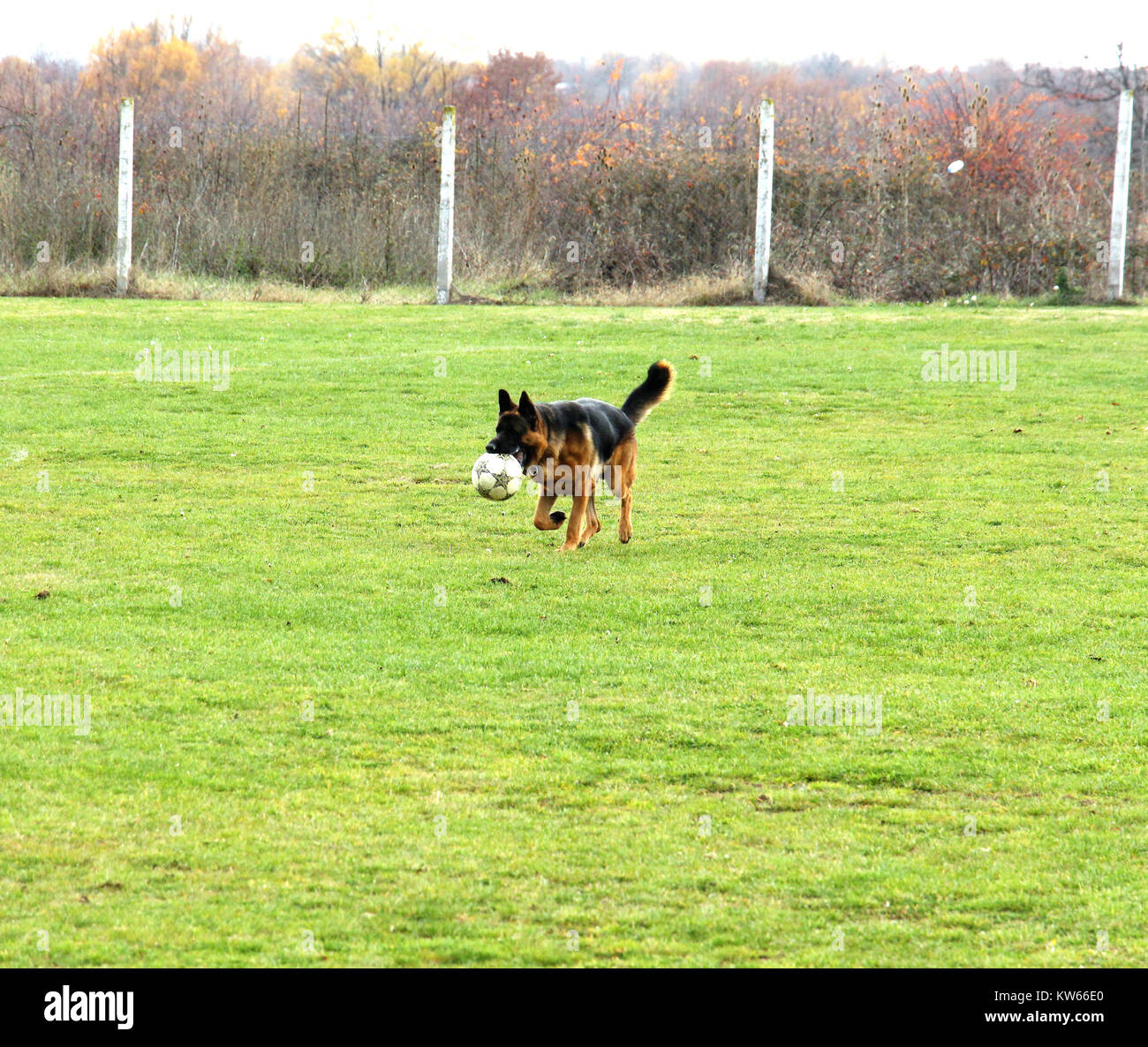 German shepherd image hi-res stock photography and images - Alamy