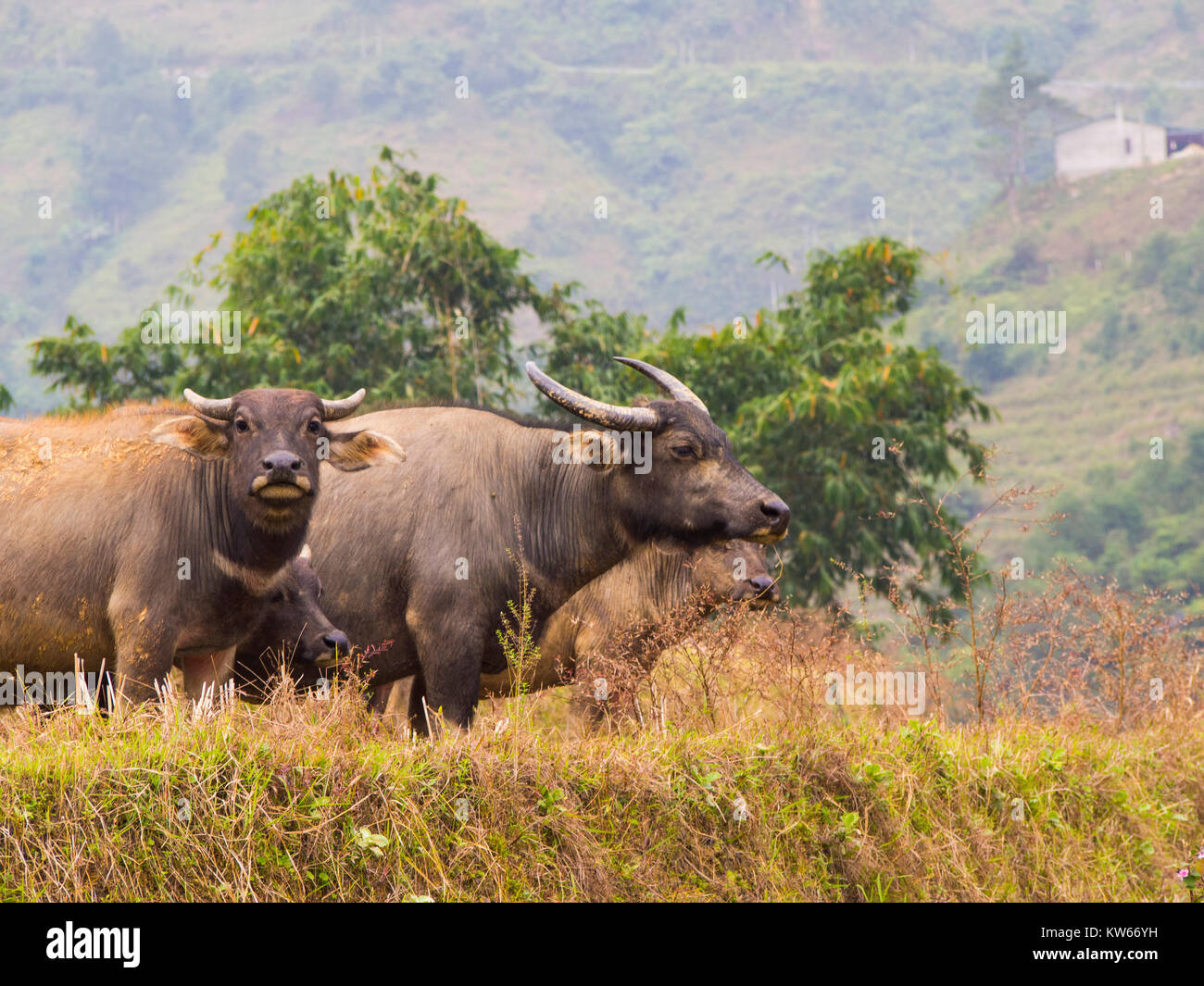 Water buffalos in the field Stock Photo - Alamy