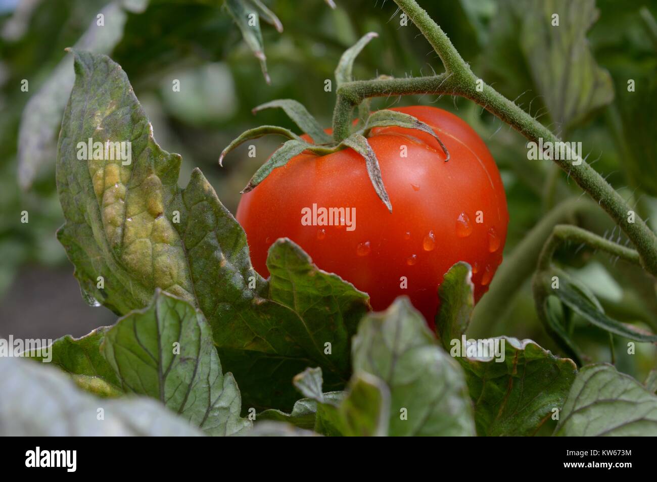 tomatoes and rain drops Stock Photo - Alamy