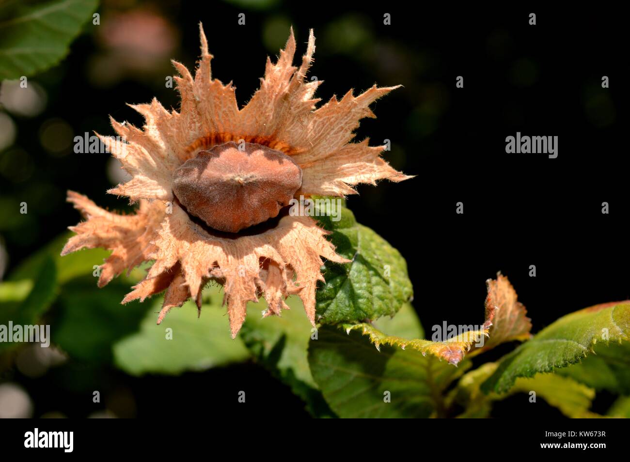 hazelnut on the tree Stock Photo - Alamy