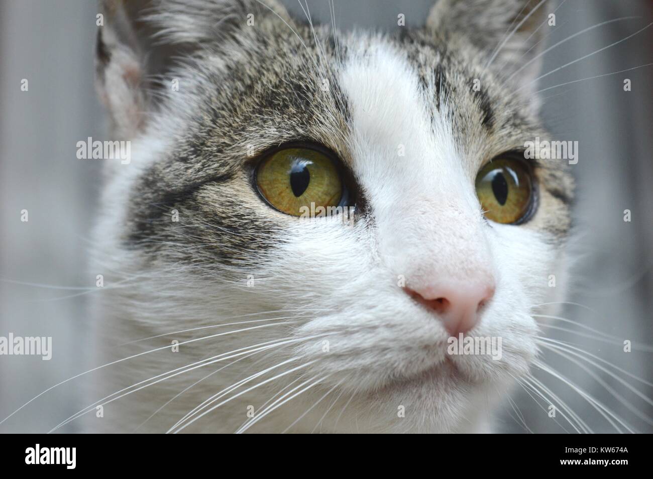 portrait of a cat Stock Photo - Alamy