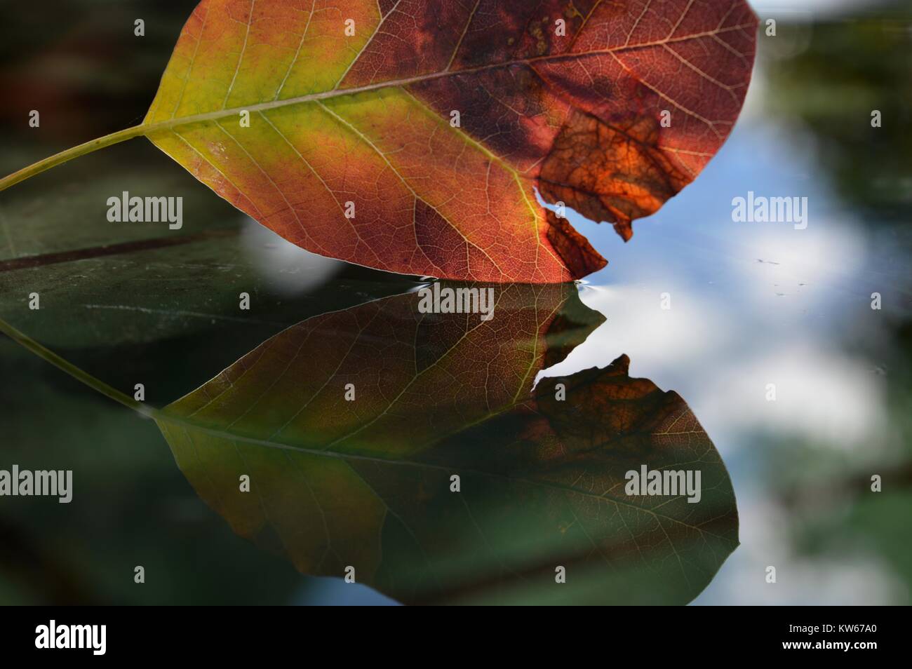 autumn leaf in the water and its reflection Stock Photo - Alamy