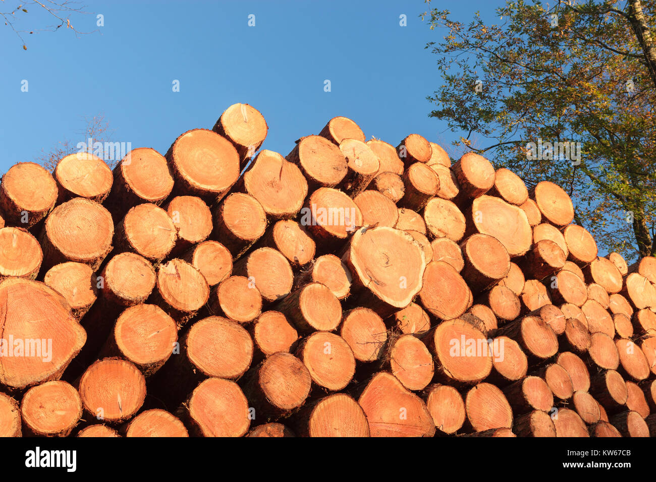 Harvesting trees hi-res stock photography and images - Alamy
