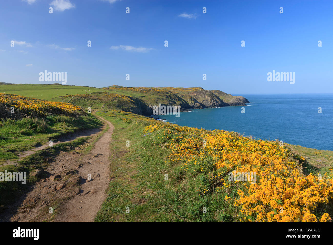 Pembrokeshire coastal path fishguard hi-res stock photography and ...