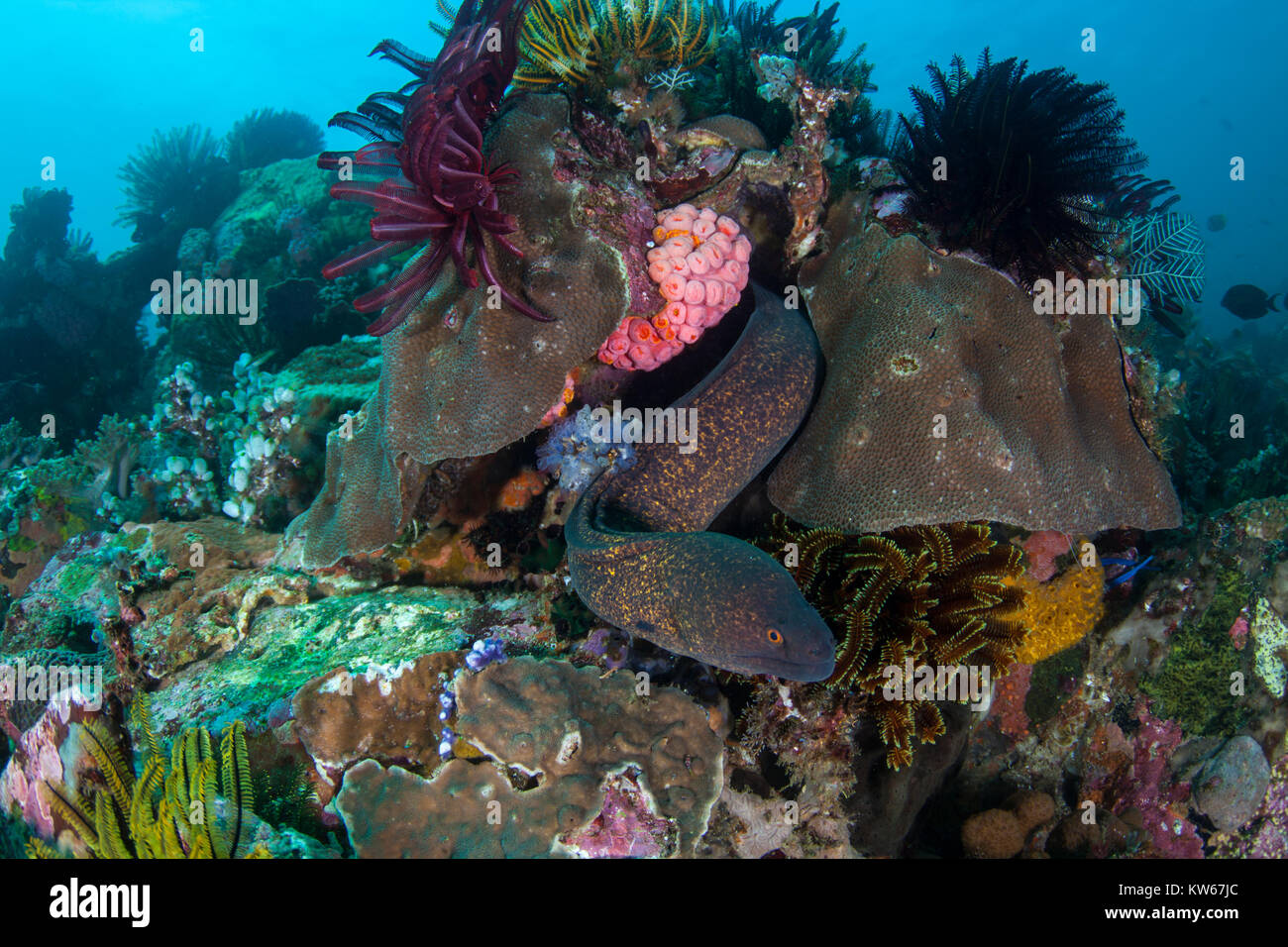 Giant Moray Eel Gymnothorax javanicus and Feather Stars, Crinoid Stock ...