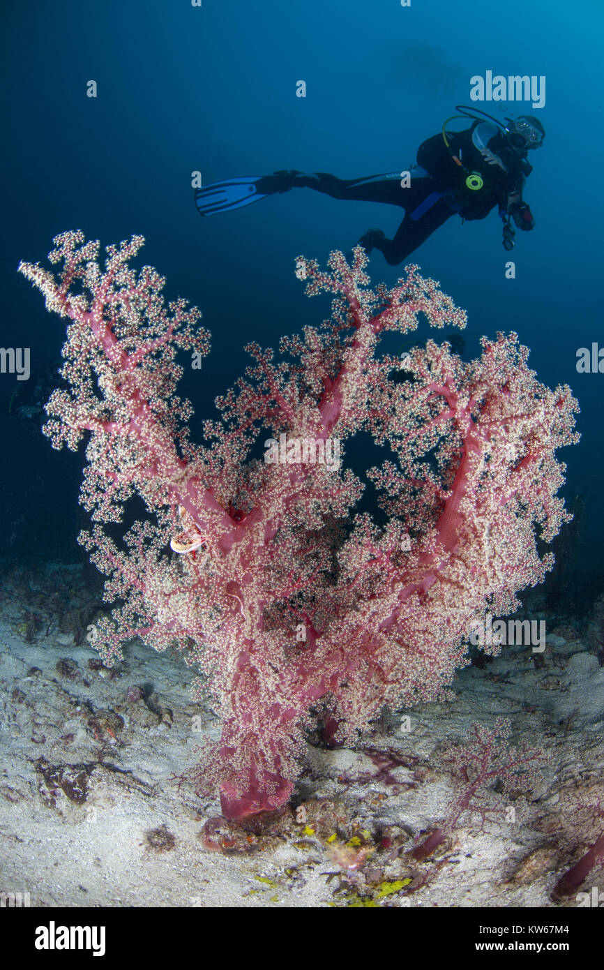 Huge Dendronephthya Colony Growing on a Sandy Bottom Stock Photo - Alamy