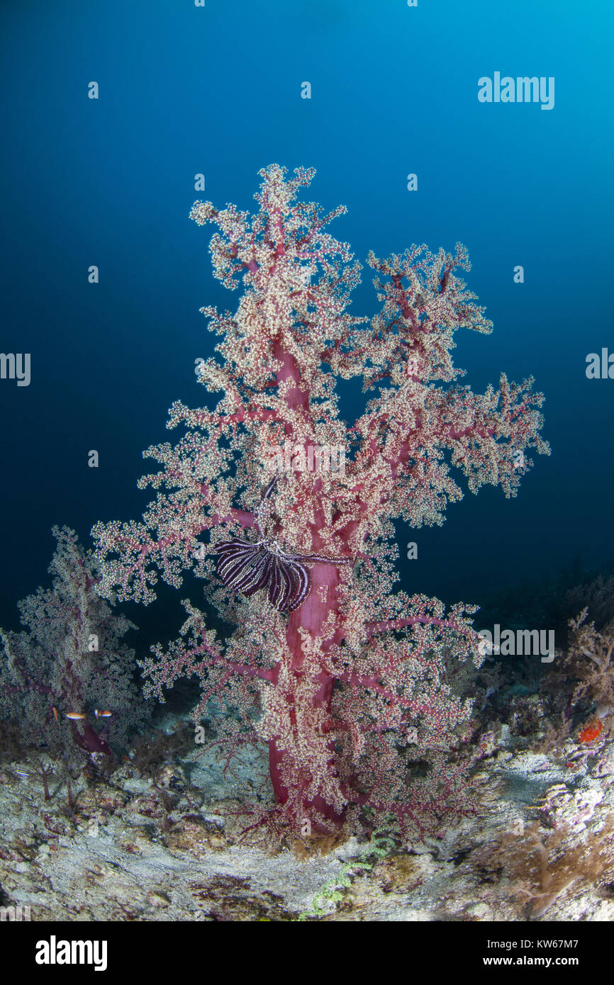 Colorful soft coral colony dendronephthya hi-res stock photography and ...