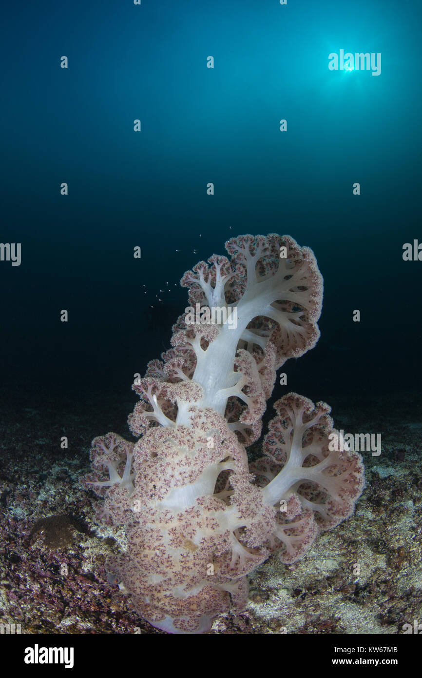 Huge Dendronephthya Colony Growing on a Sandy Bottom Stock Photo - Alamy