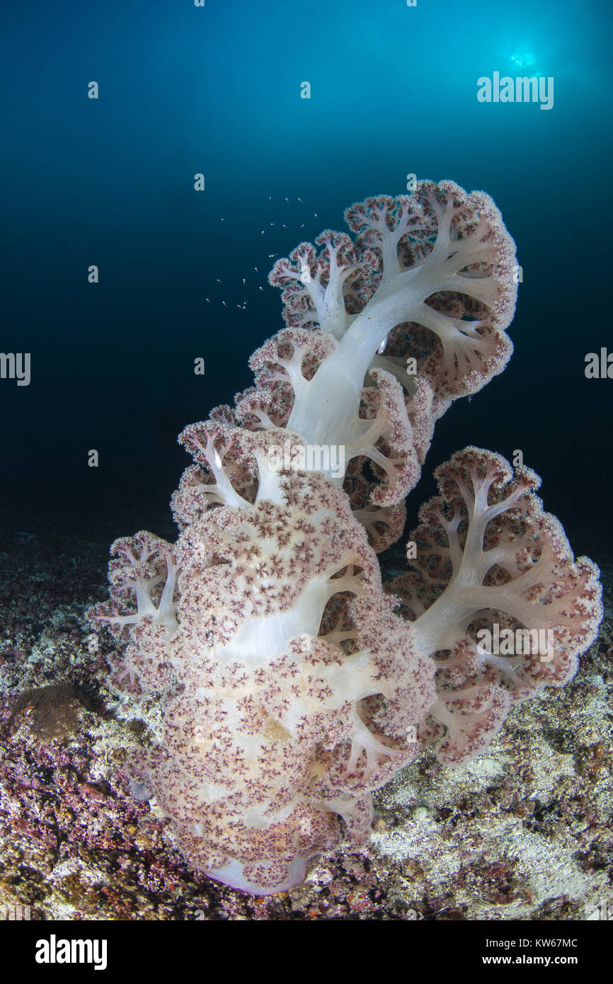 Colorful soft coral colony dendronephthya hi-res stock photography and ...