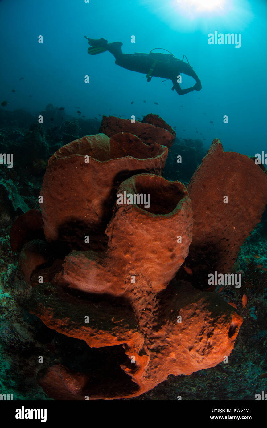 Giant Sponge and a Diver Stock Photo - Alamy