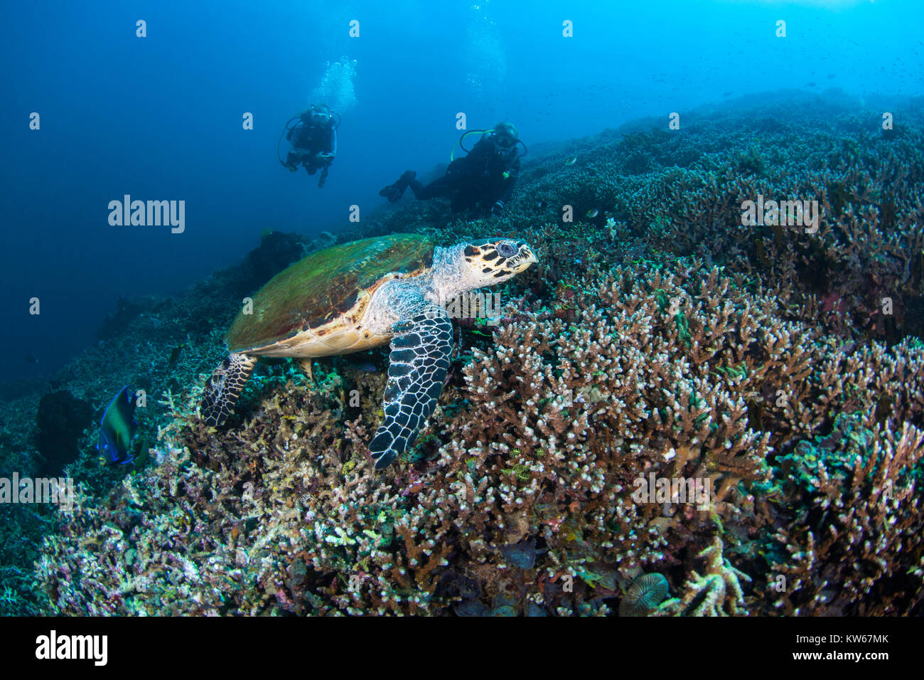 Hawksbill Sea Turtle Eretmochelys imbricata. Critically endangered ...
