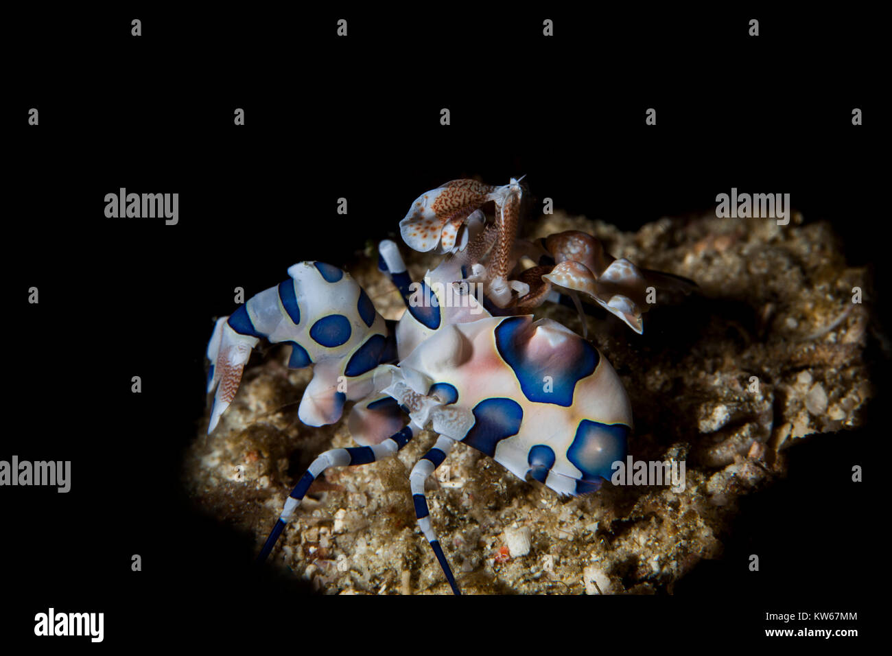 Harlequin Shrimp (Hymenocera Picta Stock Photo - Alamy
