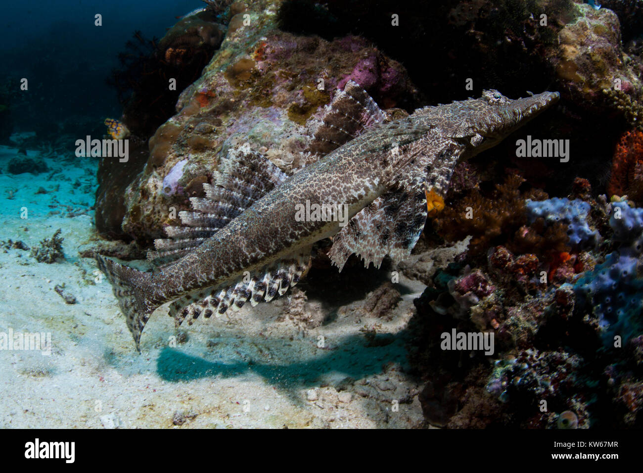 Crocodile fish Papilloculiceps longiceps swimming Stock Photo - Alamy