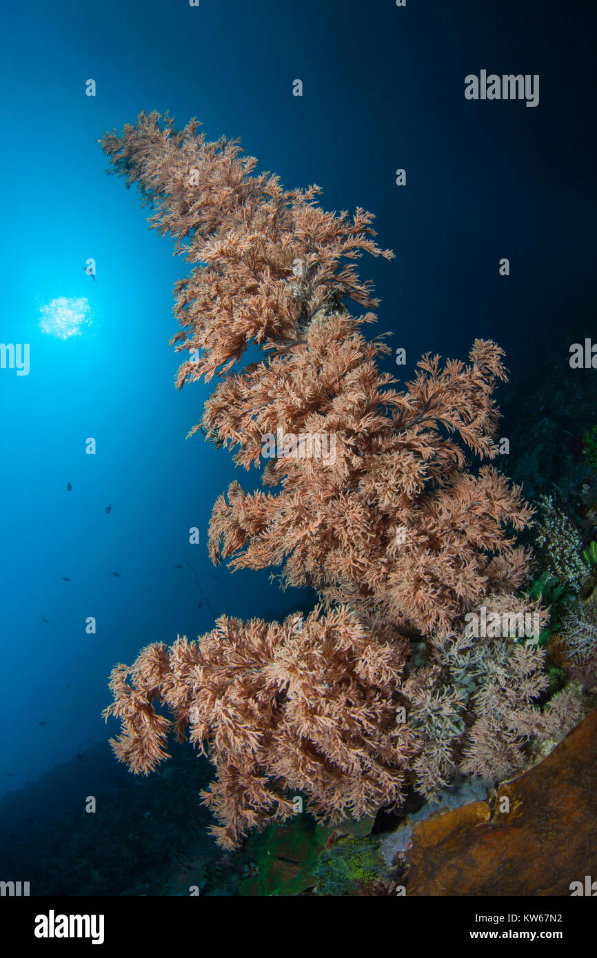 Huge Black coral (Antipatharia) looking like a Christmas tree Stock ...