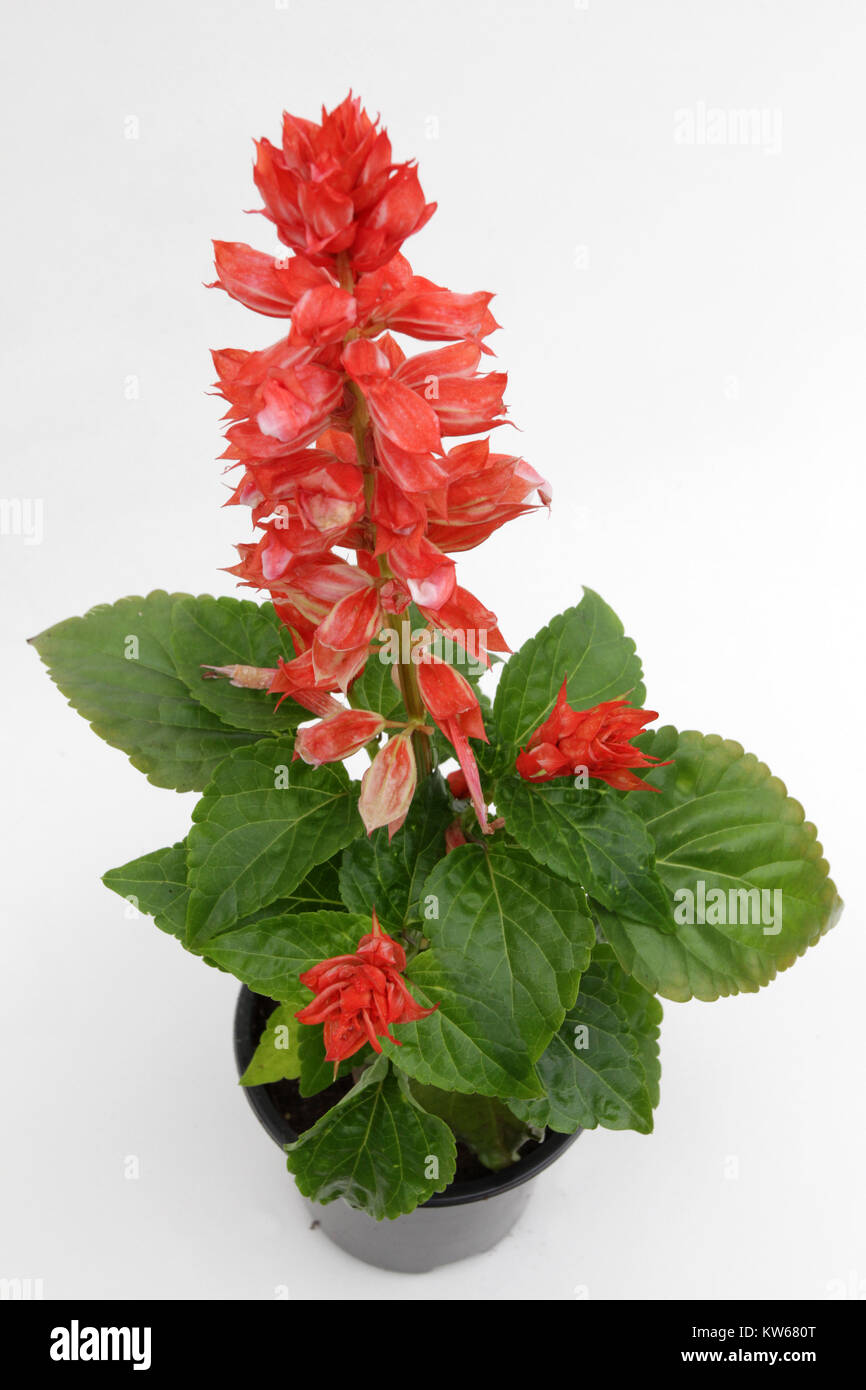 Salvia. Blooming Red Salvia splendens flower isolated on white ...