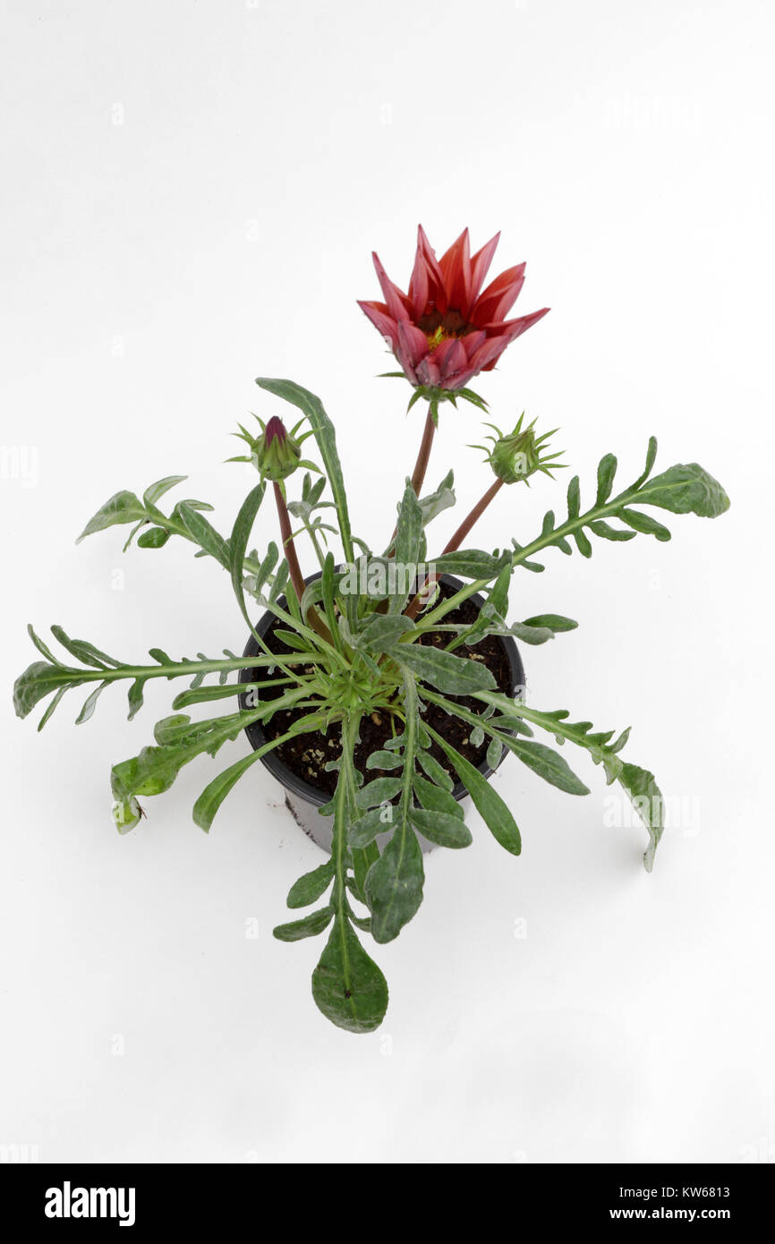 Gazania. Red crimson Gazania flower with green leaves and flower buds ...