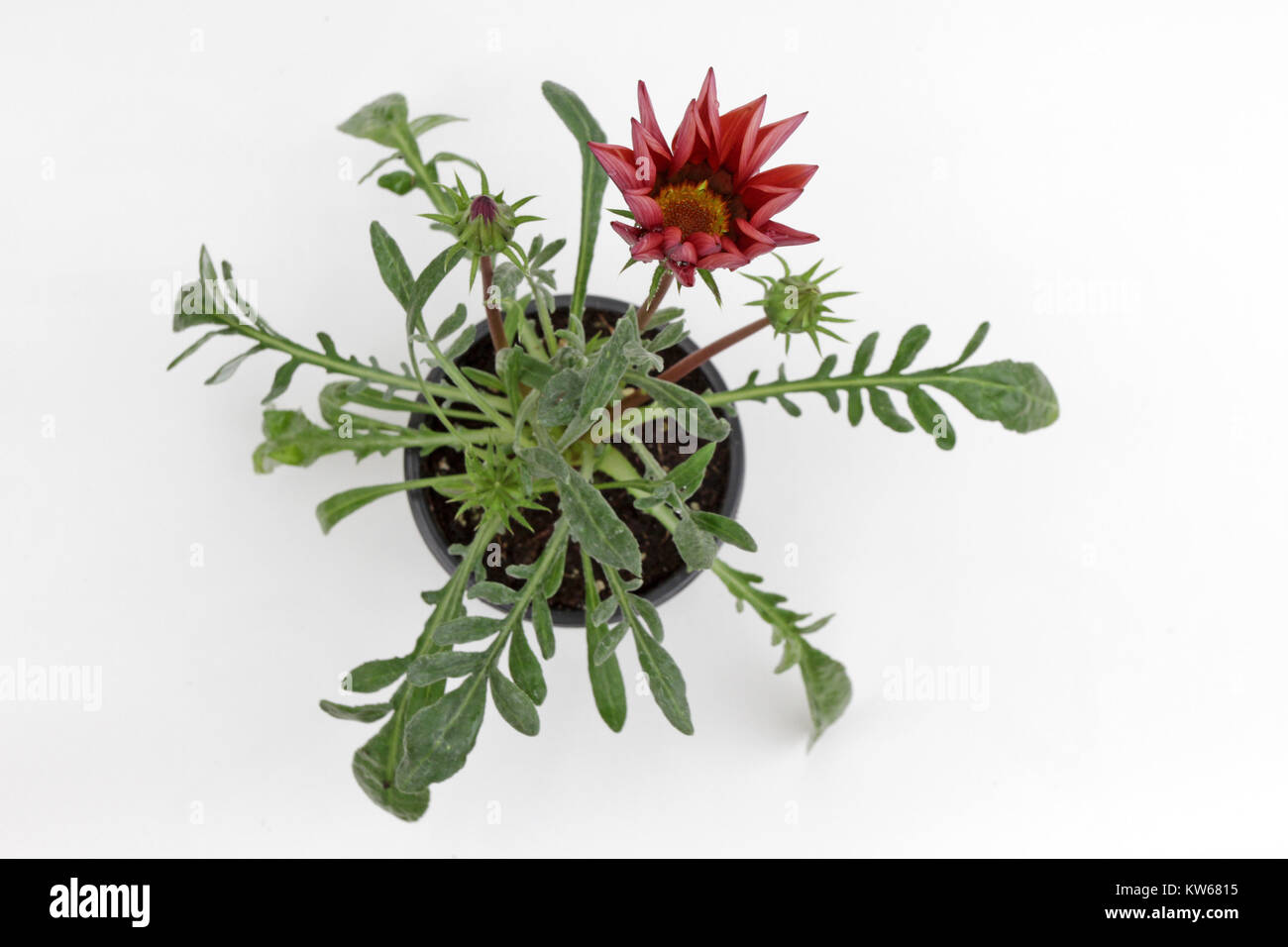 Gazania. Red crimson Gazania flower with green leaves and flower buds ...