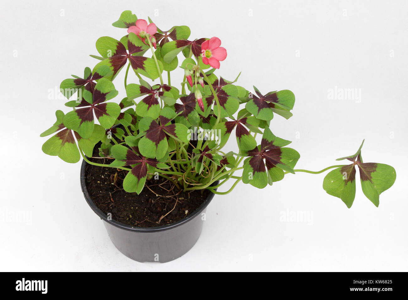 Four leaf clover hi-res stock photography and images - Alamy