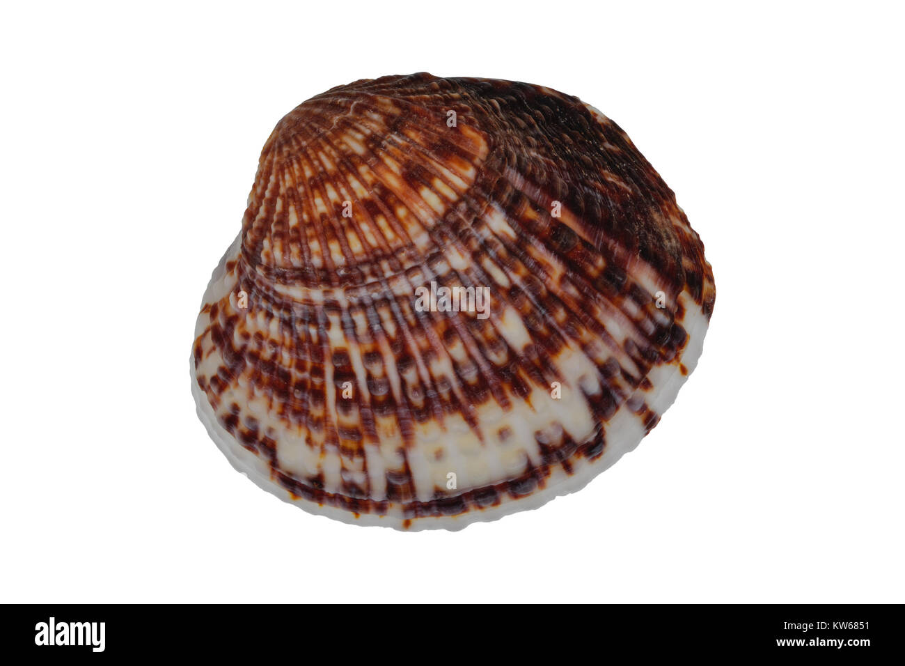 Sea shell isolated on a white background Stock Photo - Alamy