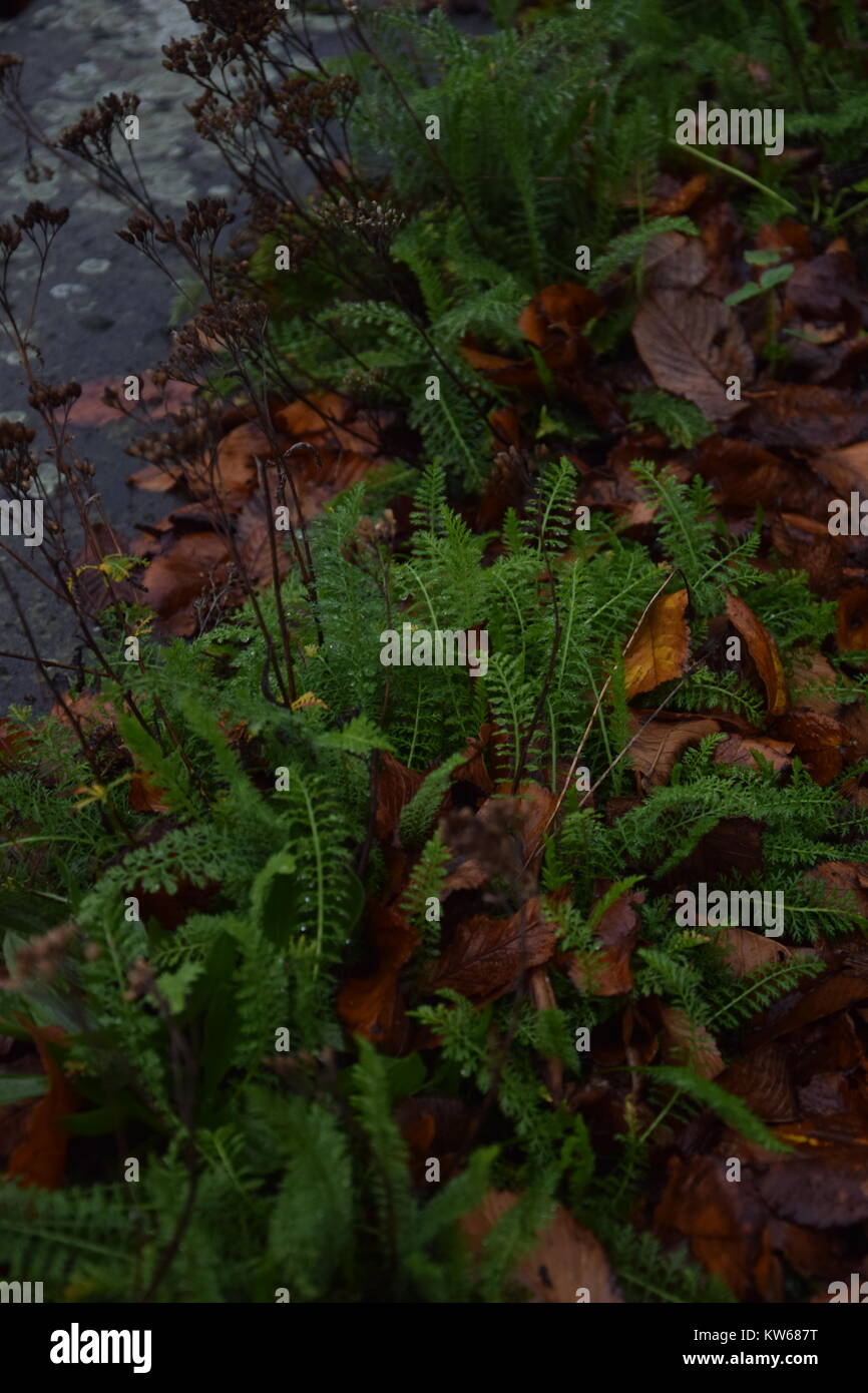 Greenery background hi-res stock photography and images - Alamy