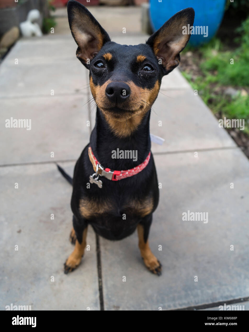 Bat paws hi-res stock photography and images - Alamy