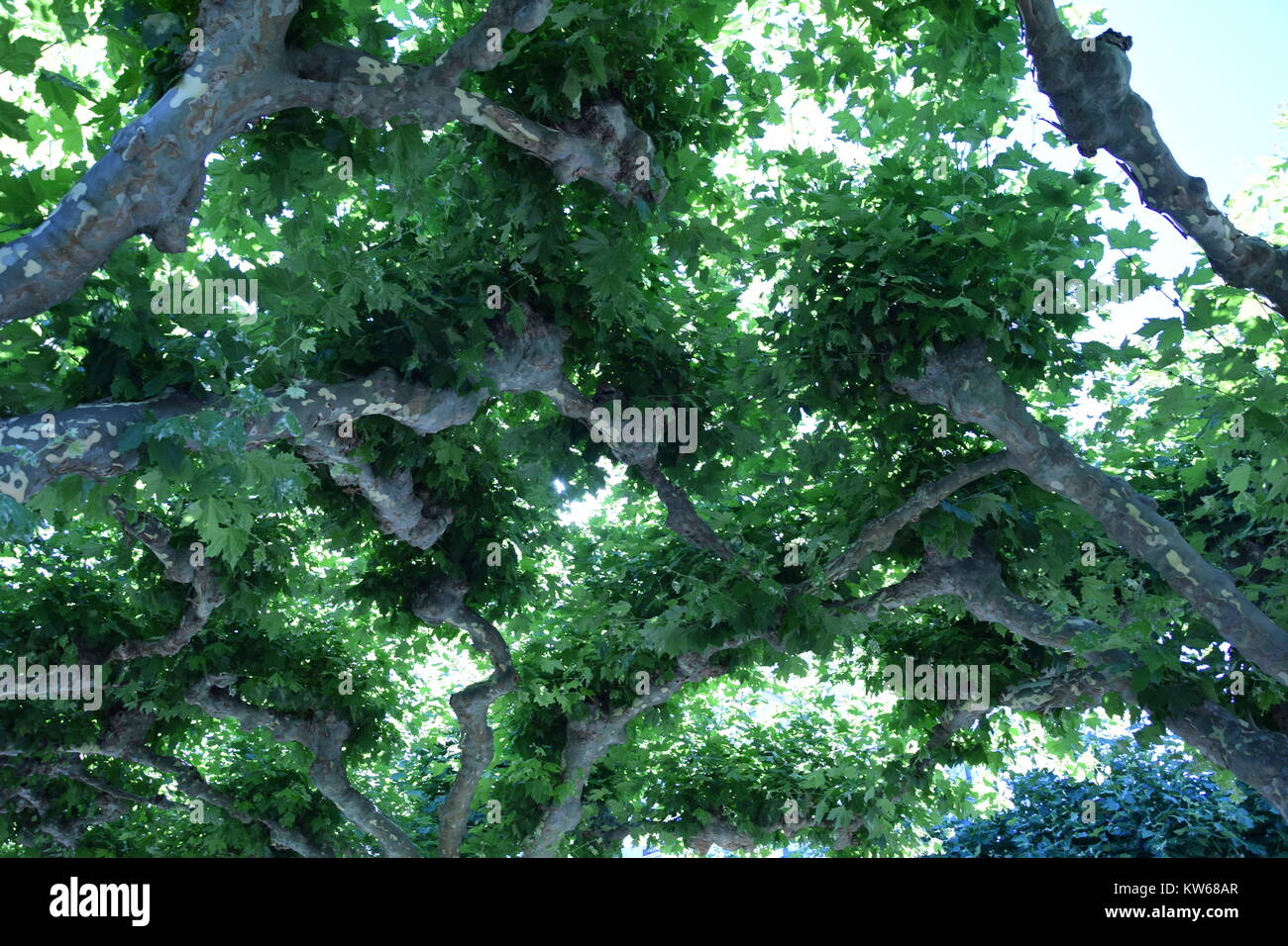 Leaves on a tree top Stock Photo - Alamy
