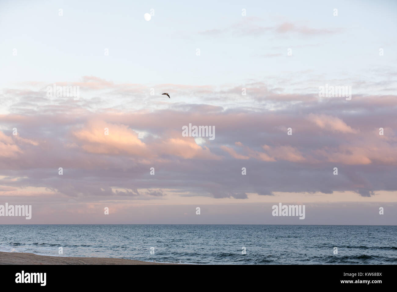 late day sun at an east hampton beach with a bird in flght and an ...
