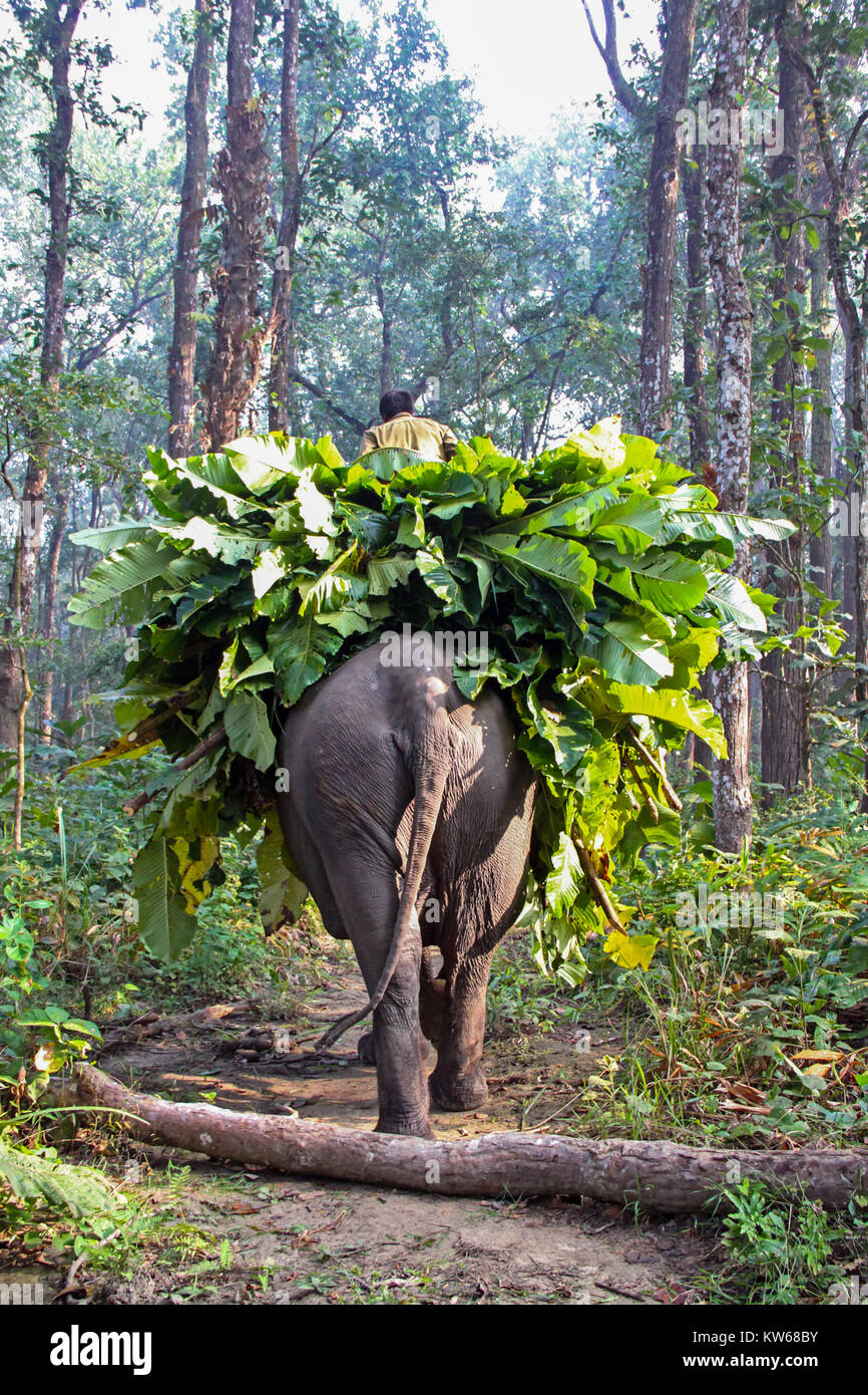 Elephant carrying hi-res stock photography and images - Alamy