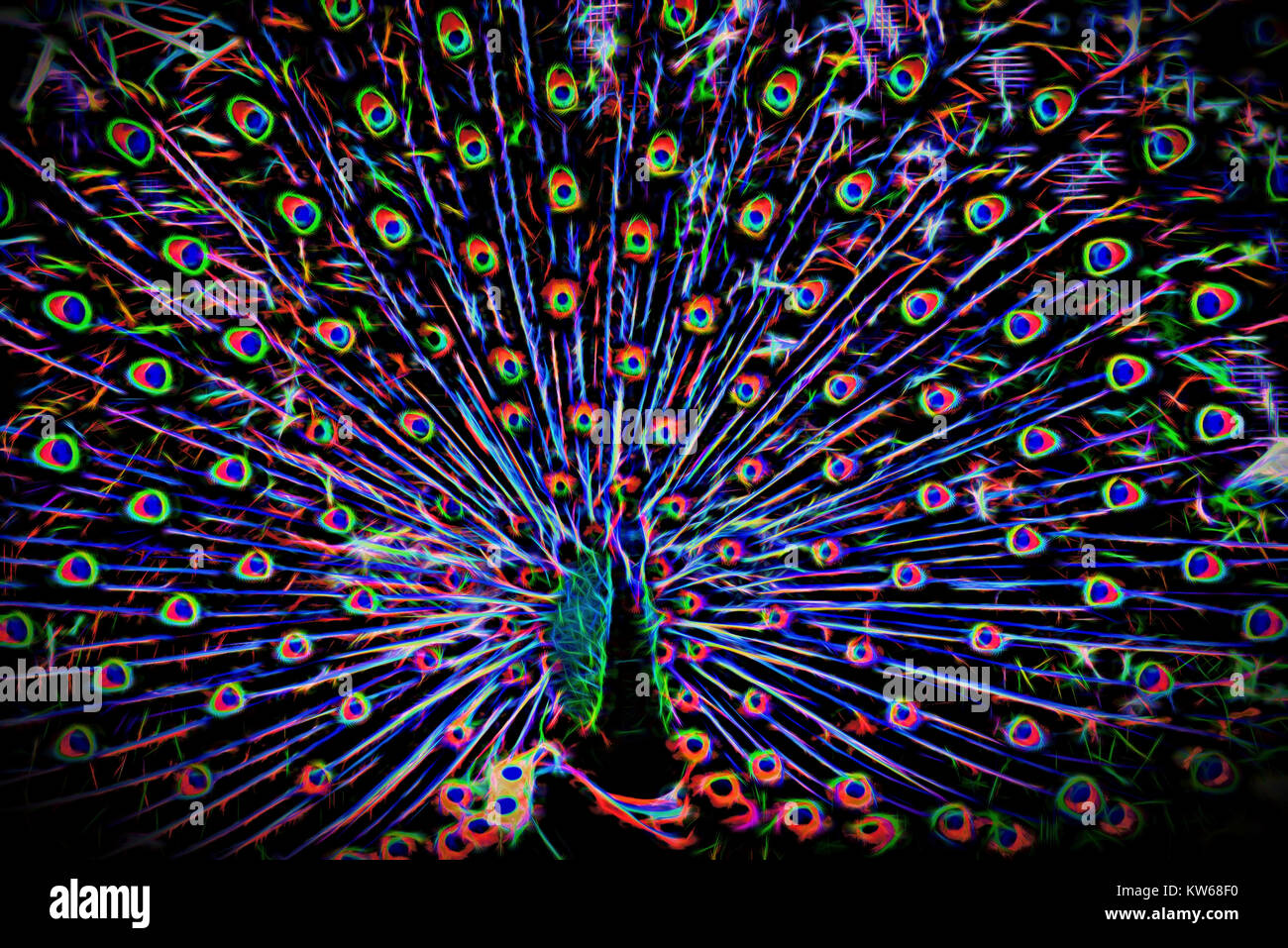 Java green Peafowl (Pavo muticus), Bali Bird Park, Indonesia Stock ...